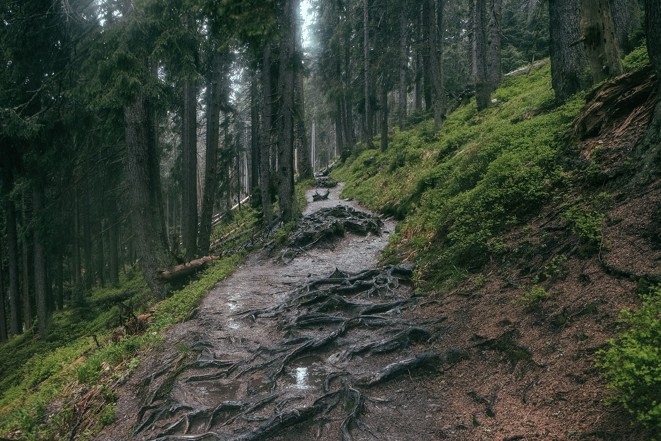 Der Harzer-Hexen-Stieg - Die Harz-Urlaubs-Alm