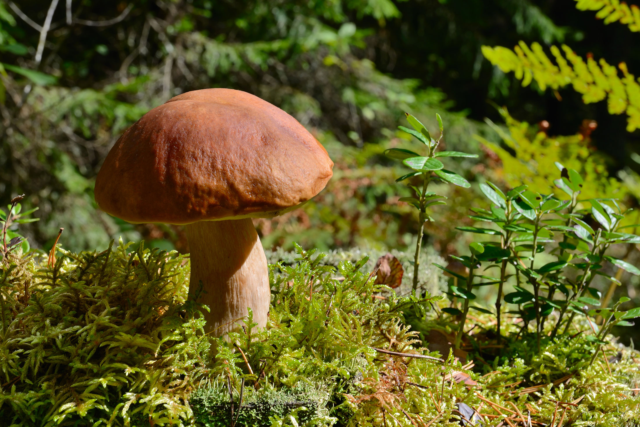 Pilze sammeln - Die Harz-Urlaubs-Alm